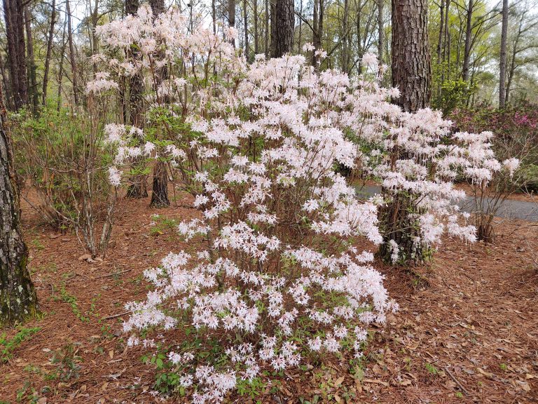 Native Azaleas | Dothan Area Botanical Gardens